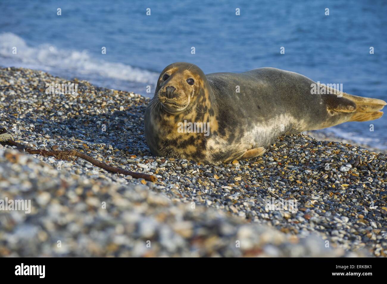 Bank seal hi-res stock photography and images - Alamy