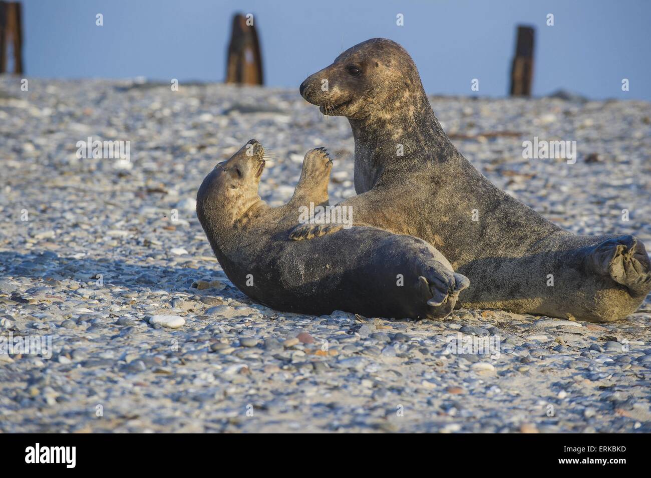 Blue Seals High Resolution Stock Photography and Images - Alamy