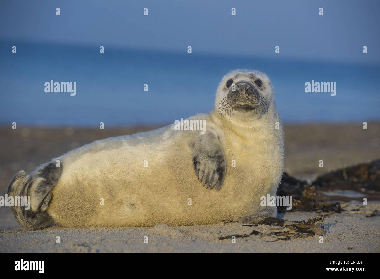 Adult seal with young hi-res stock photography and images - Alamy