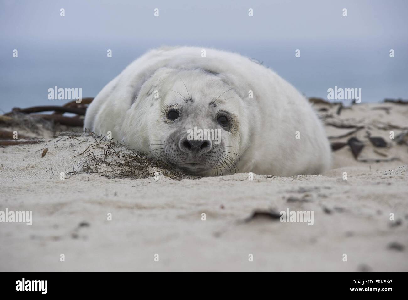 Seal seals hi-res stock photography and images - Alamy