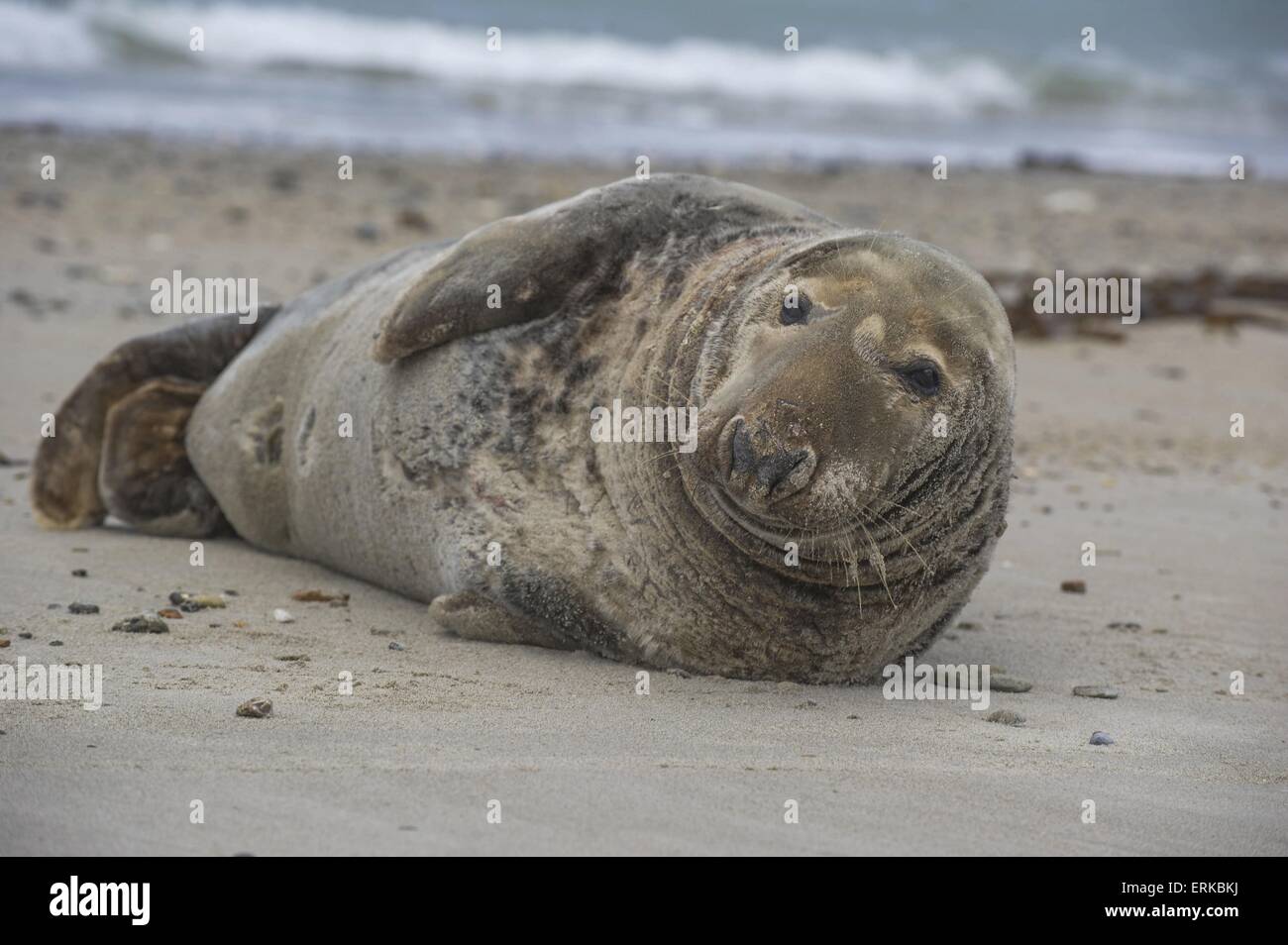 Seal seals hi-res stock photography and images - Alamy