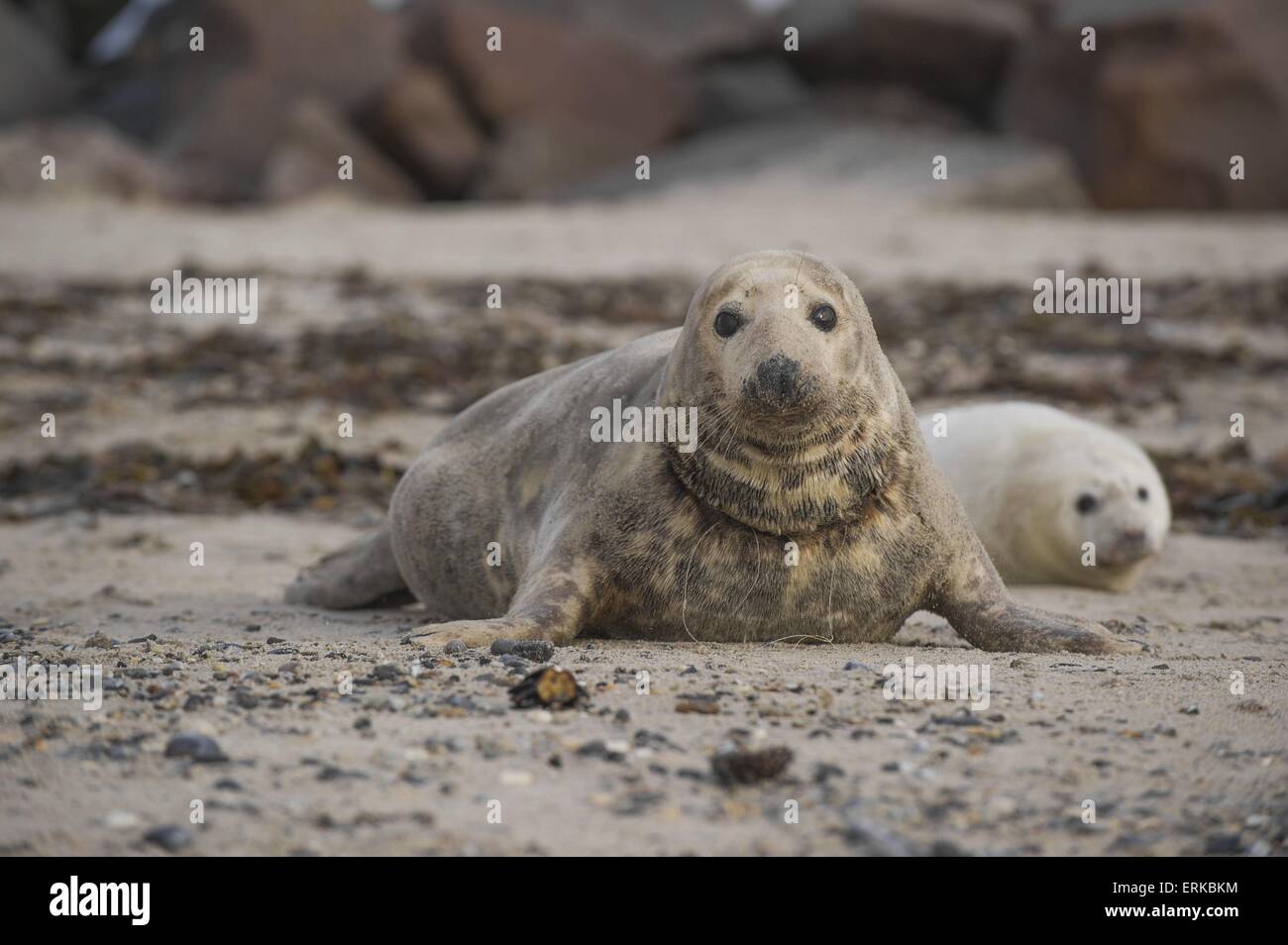 Seals hi-res stock photography and images - Alamy