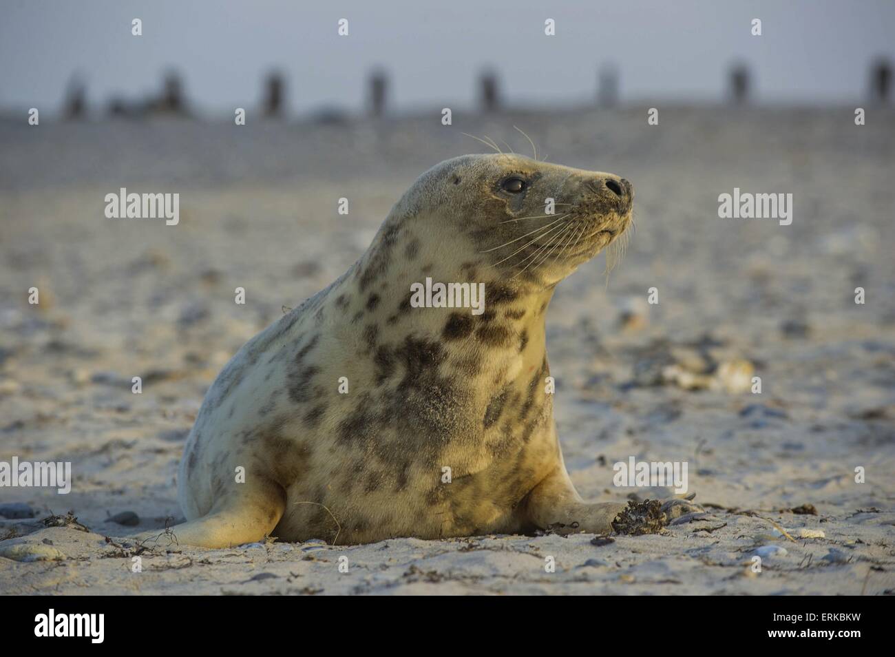 Adult seal hi-res stock photography and images - Alamy