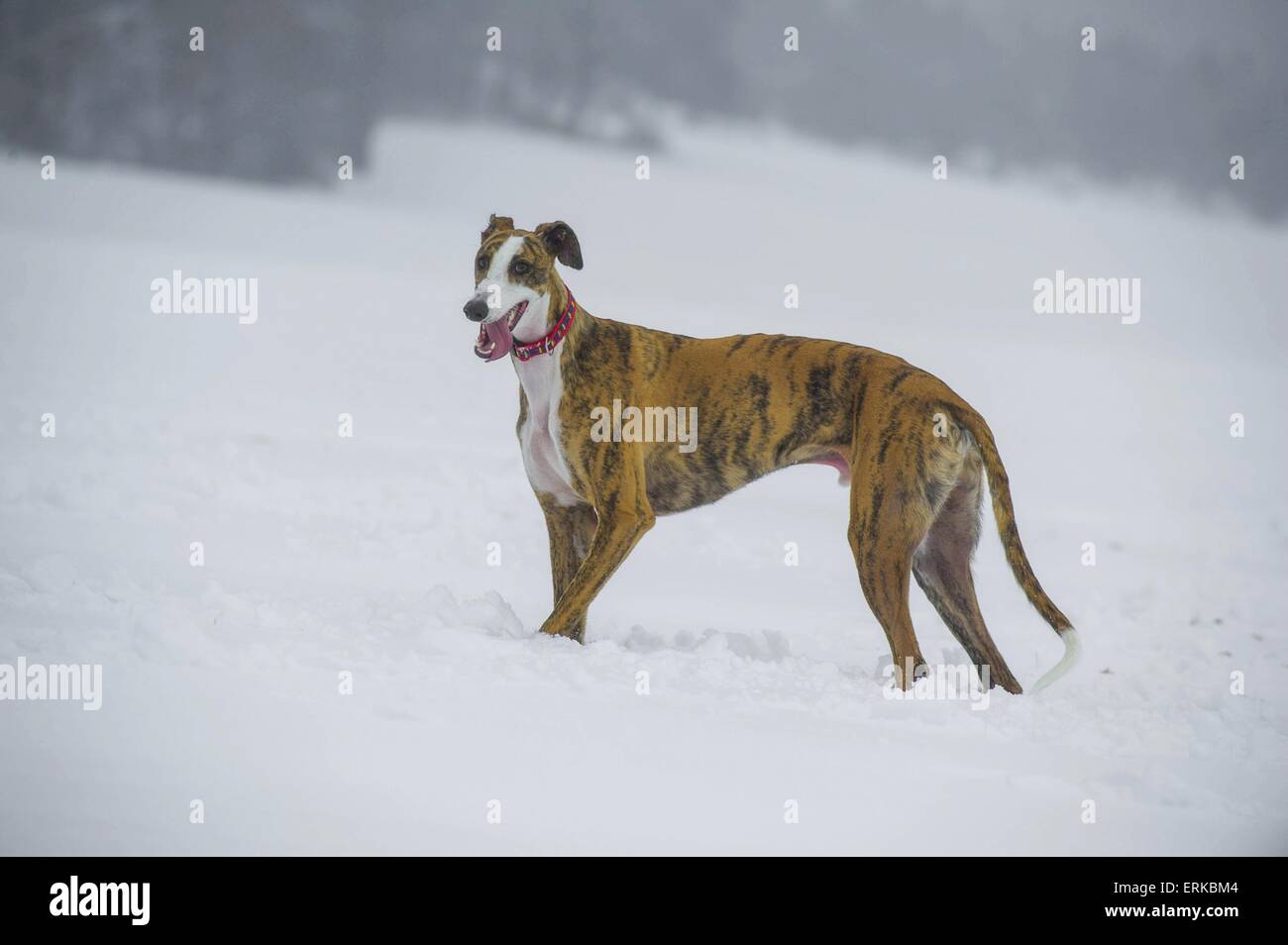 Smooth galgo hi-res stock photography and images - Alamy