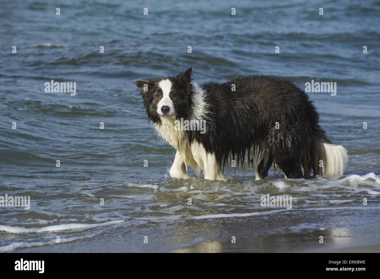 bathing Border Collie Stock Photo - Alamy