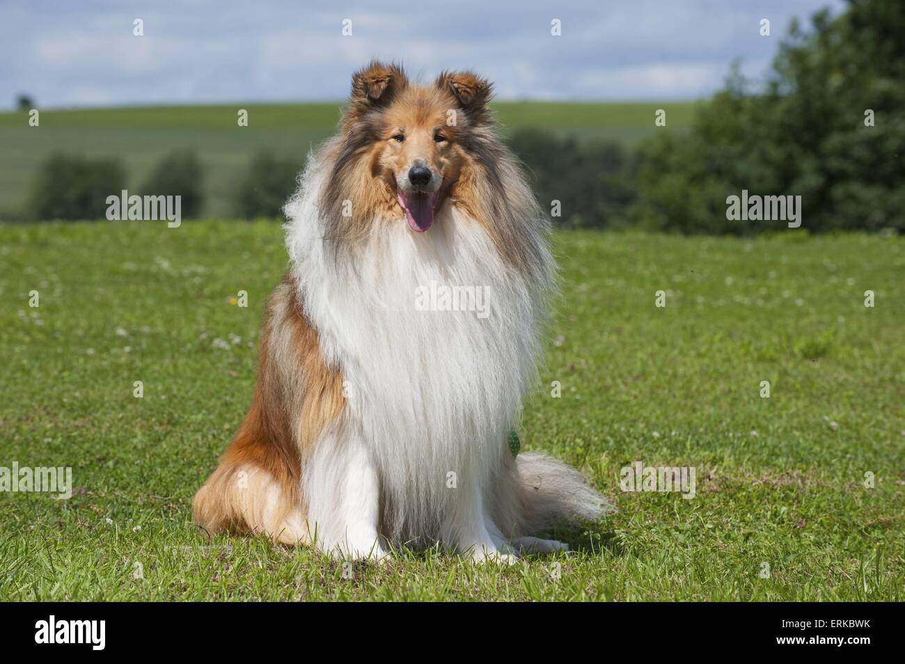 sitting longhaired Collie Stock Photo - Alamy