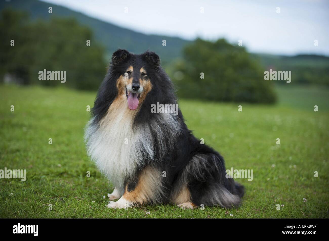 sitting longhaired Collie Stock Photo - Alamy