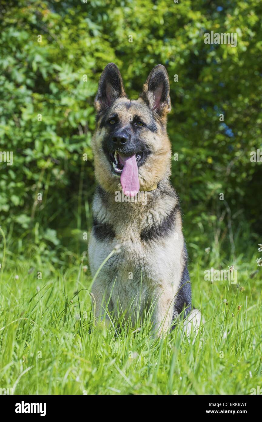 sitting German Shepherd Stock Photo - Alamy
