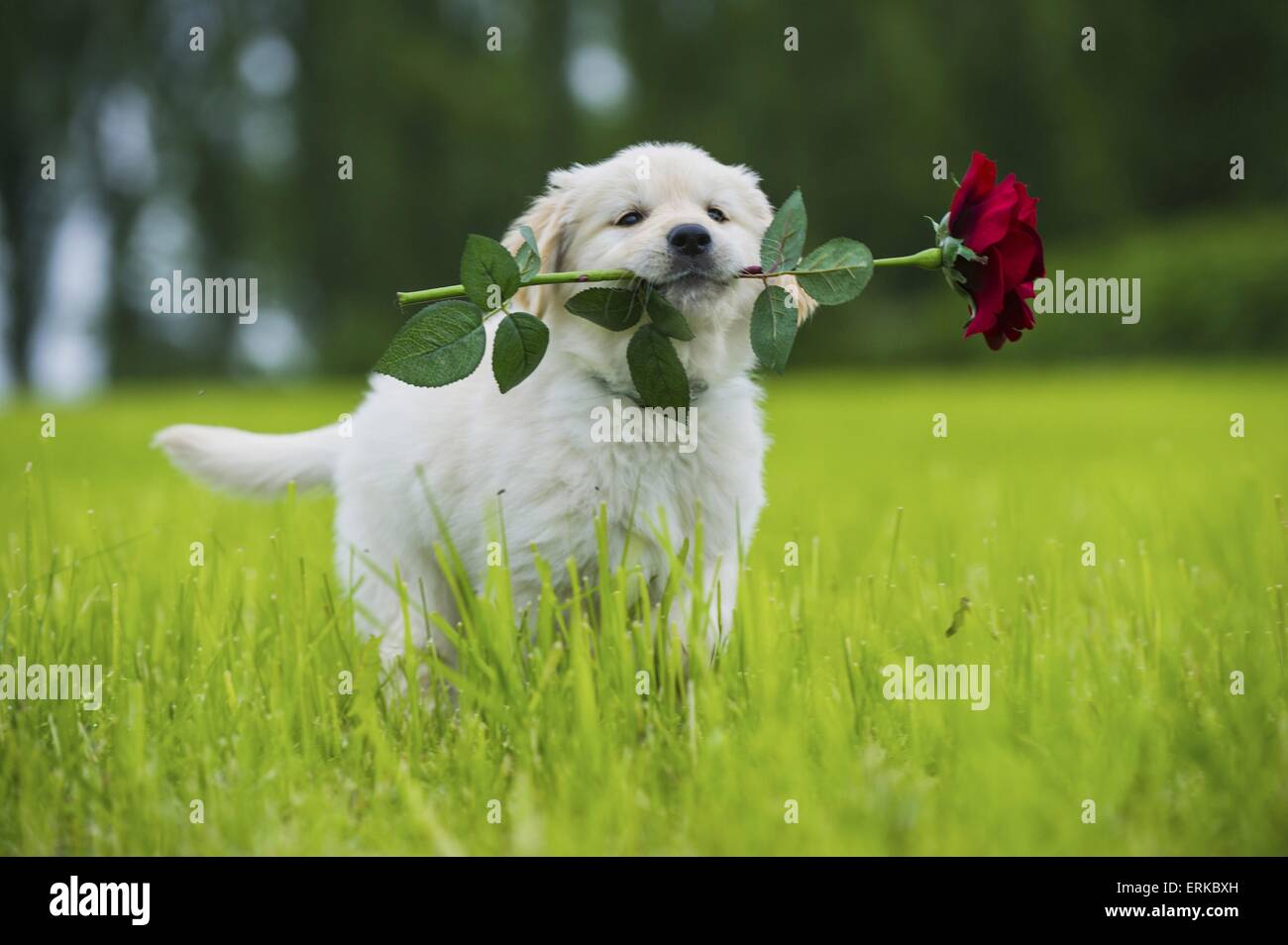 Golden Retriever Puppy Stock Photo - Alamy