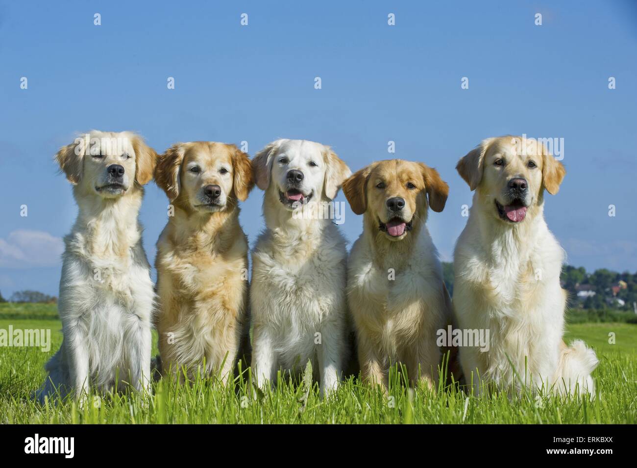 5 Golden Retrievers Stock Photo - Alamy