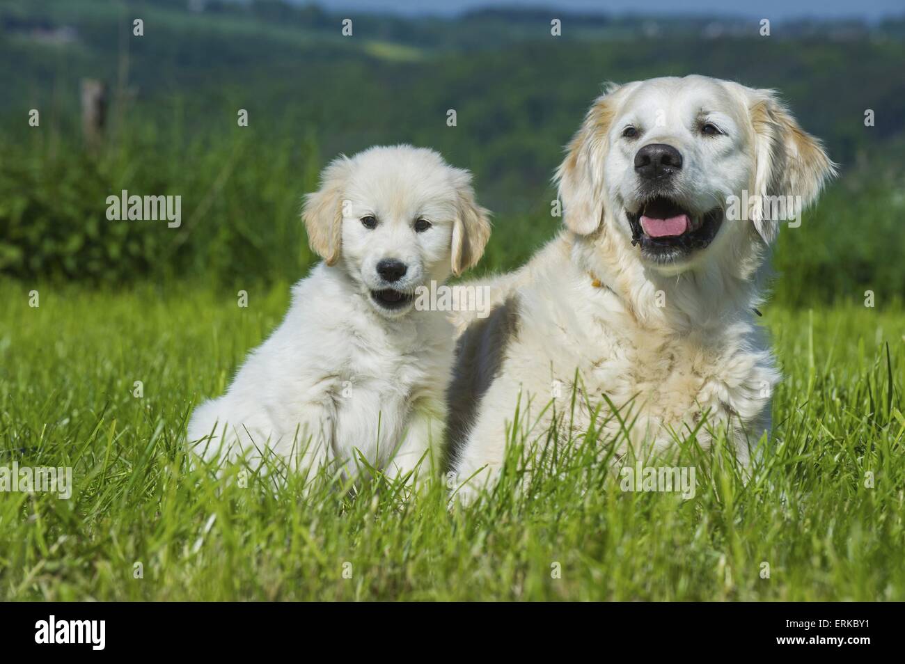 Two young golden retrievers sitting hi-res stock photography and images ...