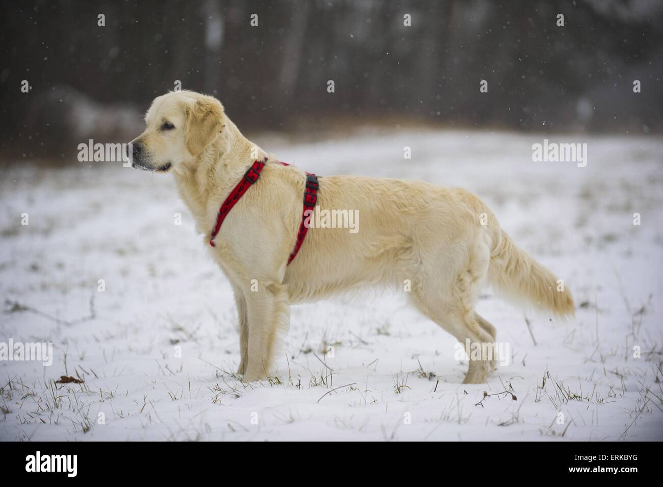 Golden Retriever Side Profile High Resolution Stock Photography and ...