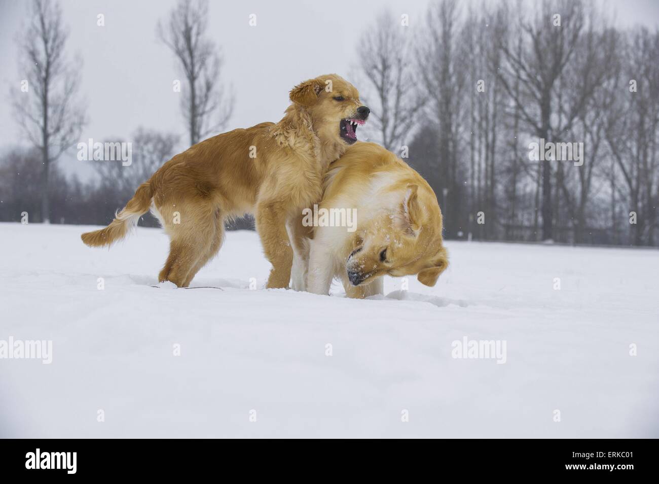 Golden retriever dog plays hi-res stock photography and images - Alamy