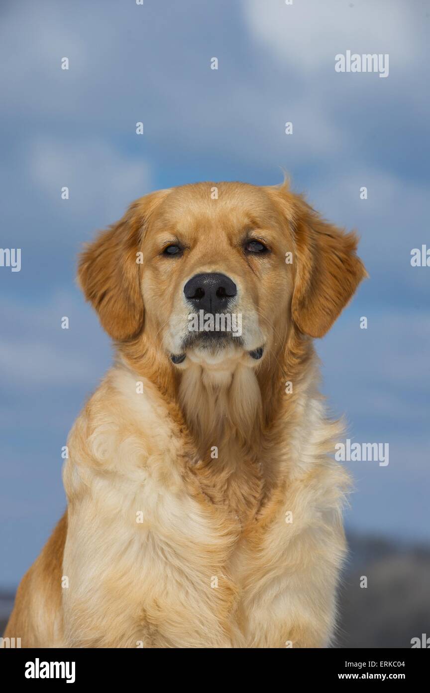 Golden Retriever Portrait Stock Photo - Alamy