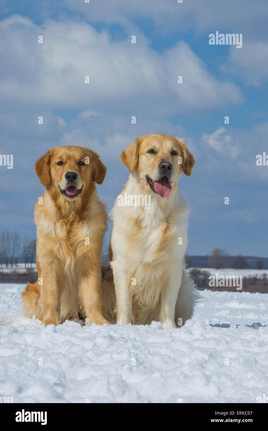 Golden retrievers hi-res stock photography and images - Alamy