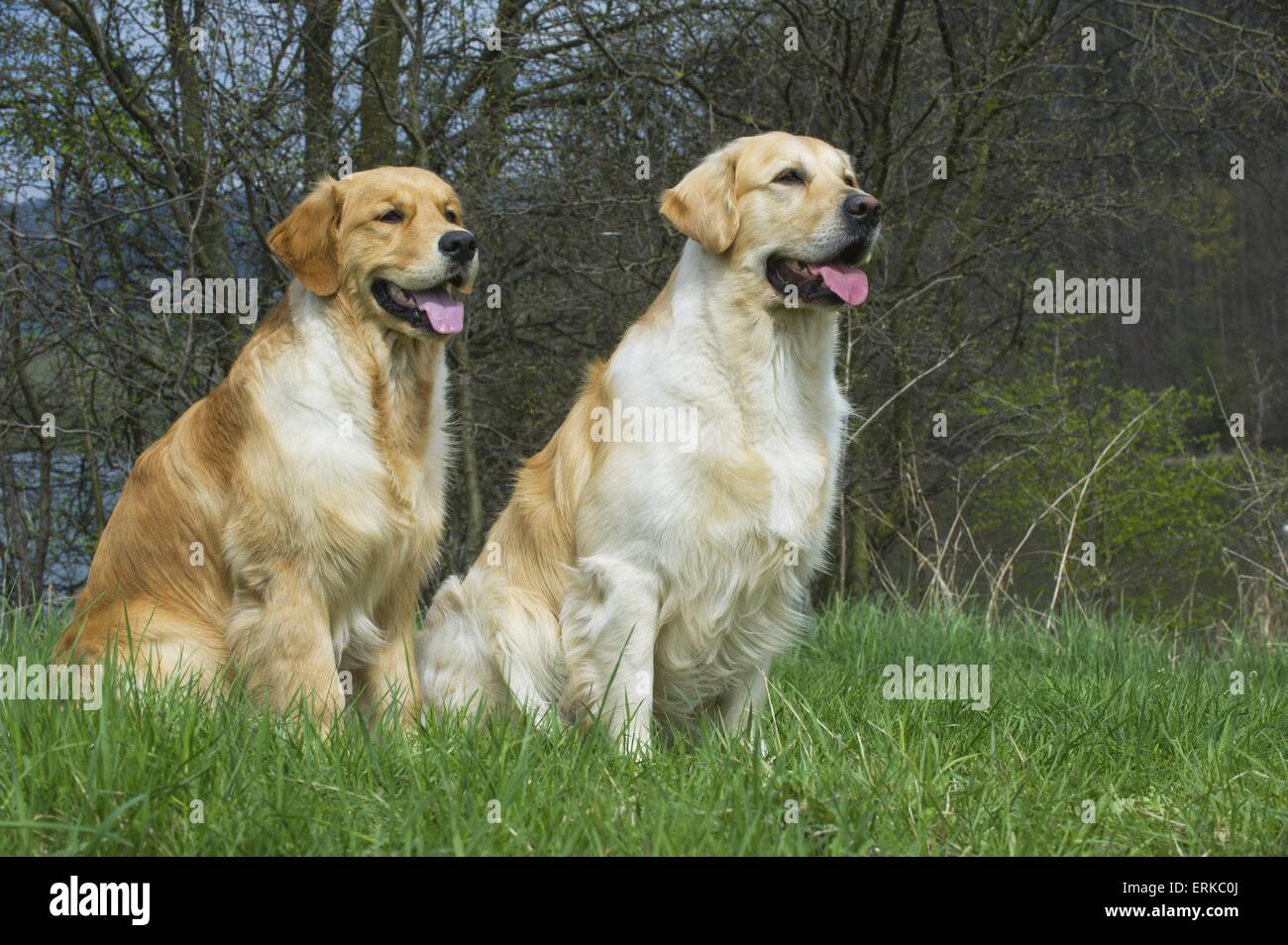 2 Golden Retrievers Stock Photo - Alamy