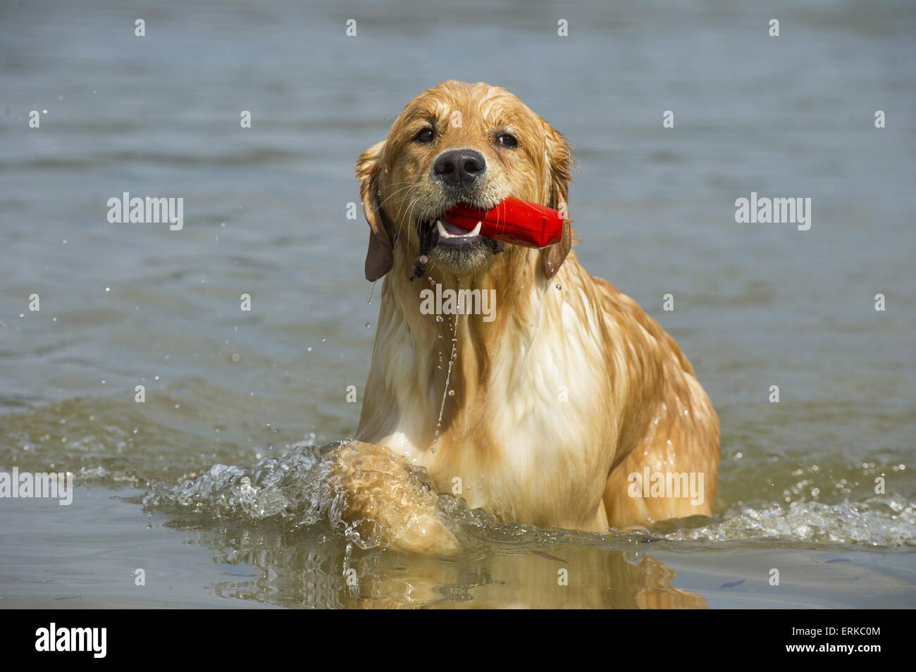 retrieving Golden Retriever Stock Photo - Alamy