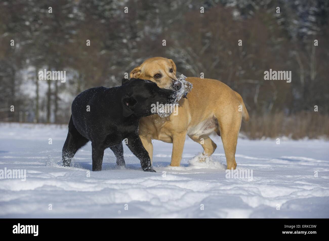 2 Labrador Retrievers Stock Photo - Alamy