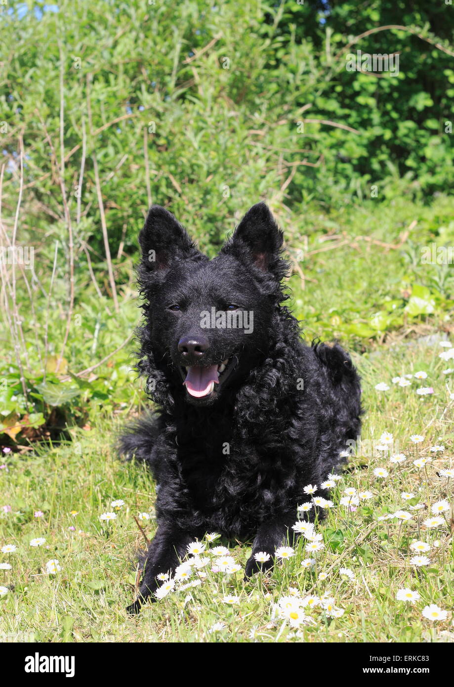 Hungarian sheepdog hi-res stock photography and images - Alamy