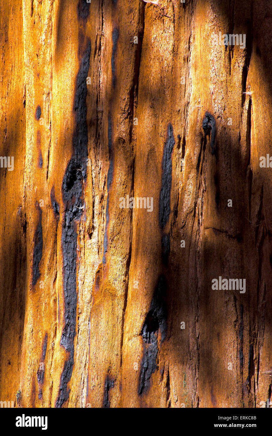 Bark, Coast Redwood (Sequoia sempervirens), Sequoia National Park ...