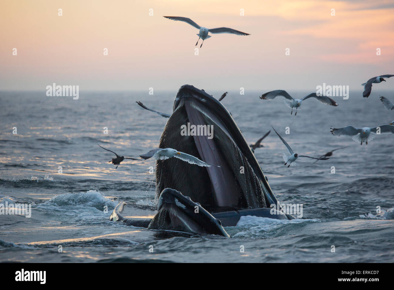 Sunset,Seagull,USA,Sea Life,Humpback Whale Stock Photo - Alamy