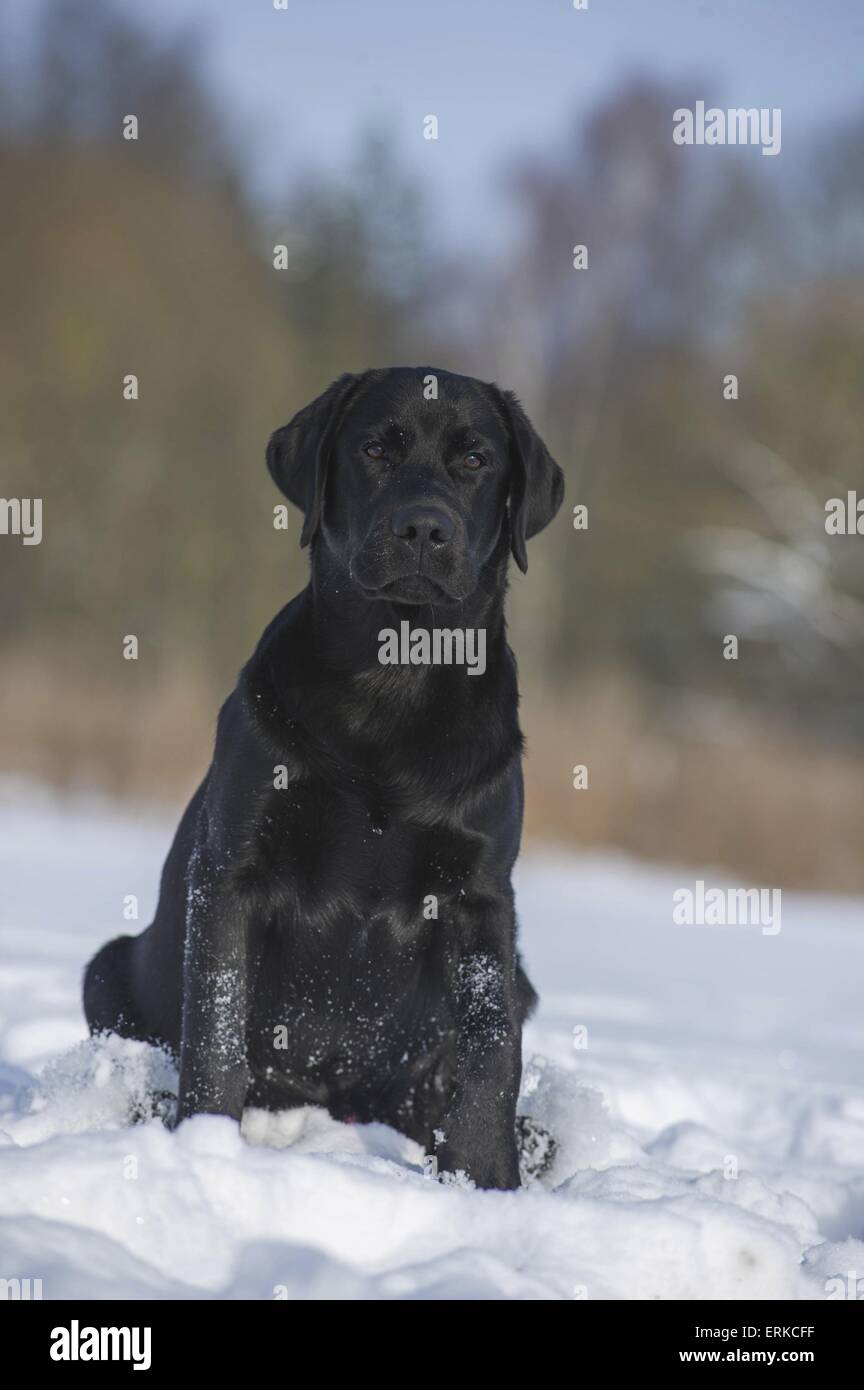 sitting Labrador Retriever Stock Photo - Alamy