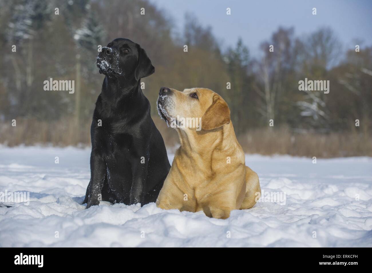 2 Labrador Retrievers Stock Photo - Alamy