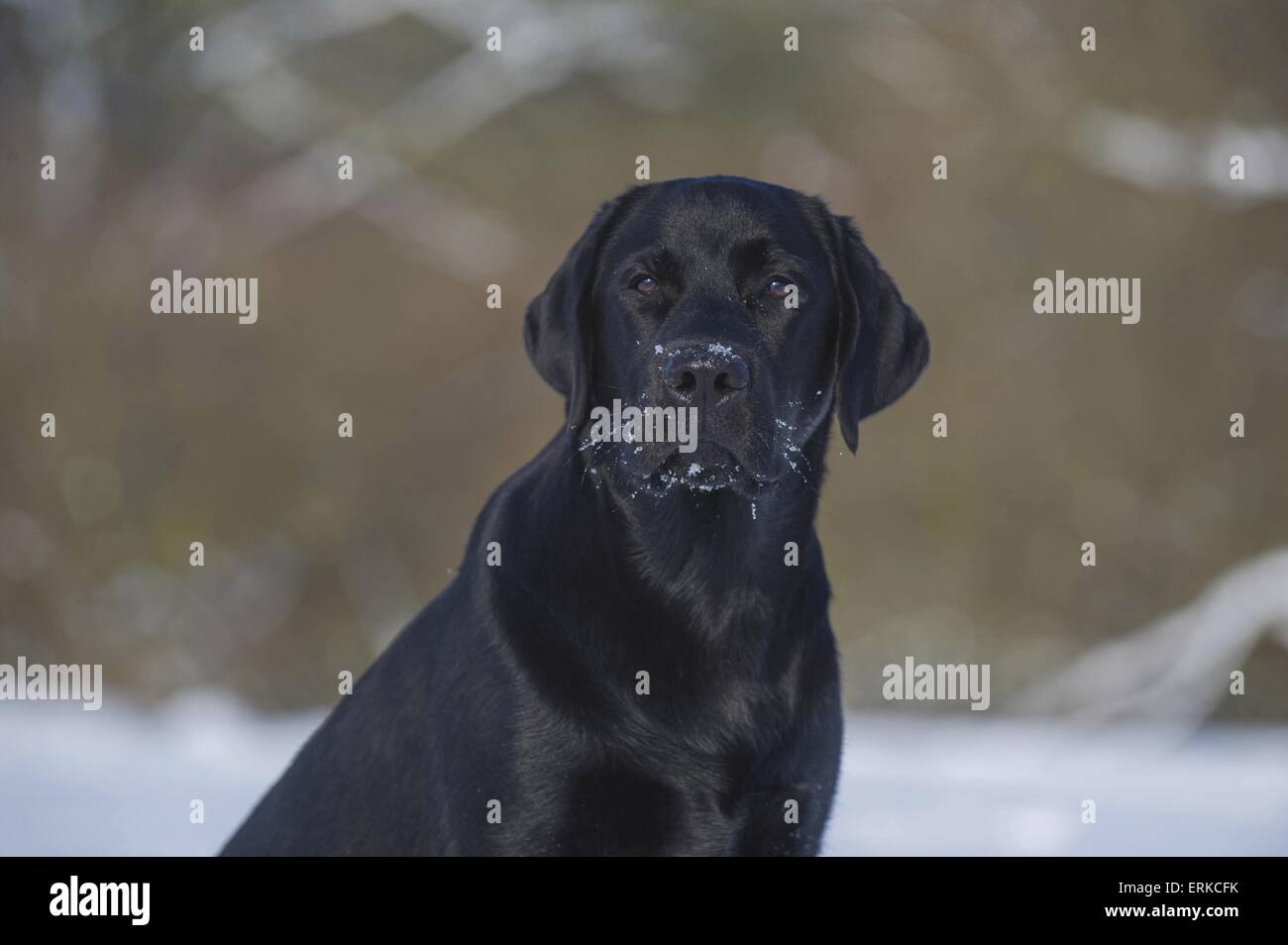 Labrador Retriever Portrait Stock Photo - Alamy