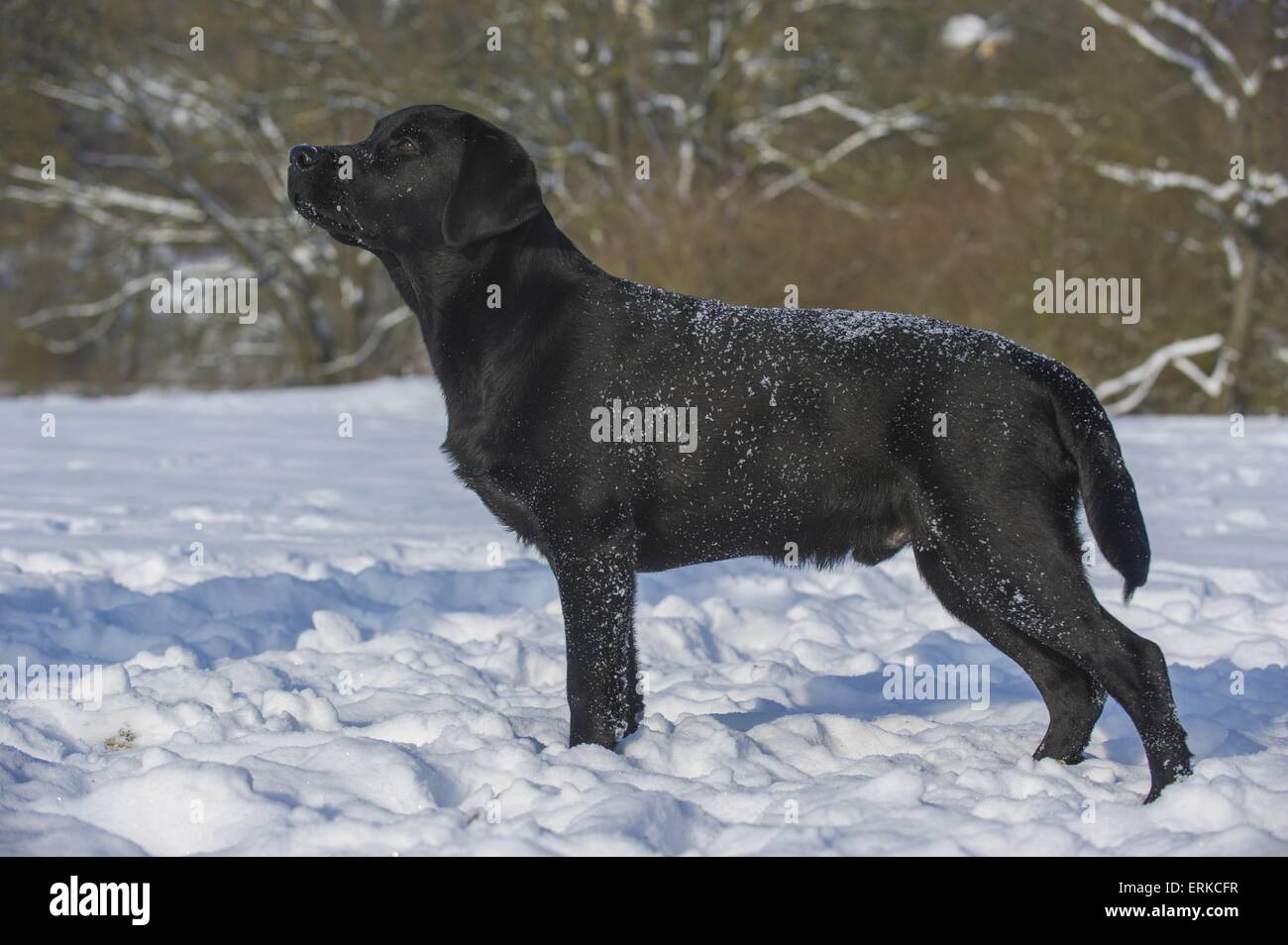 Labrador side profile hi-res stock photography and images - Alamy