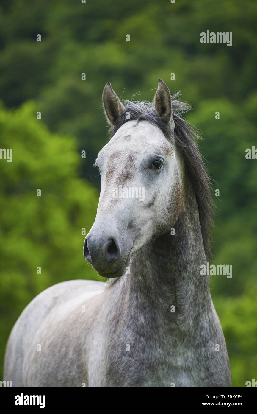 Lipizzaner Stallions High Resolution Stock Photography and Images - Alamy