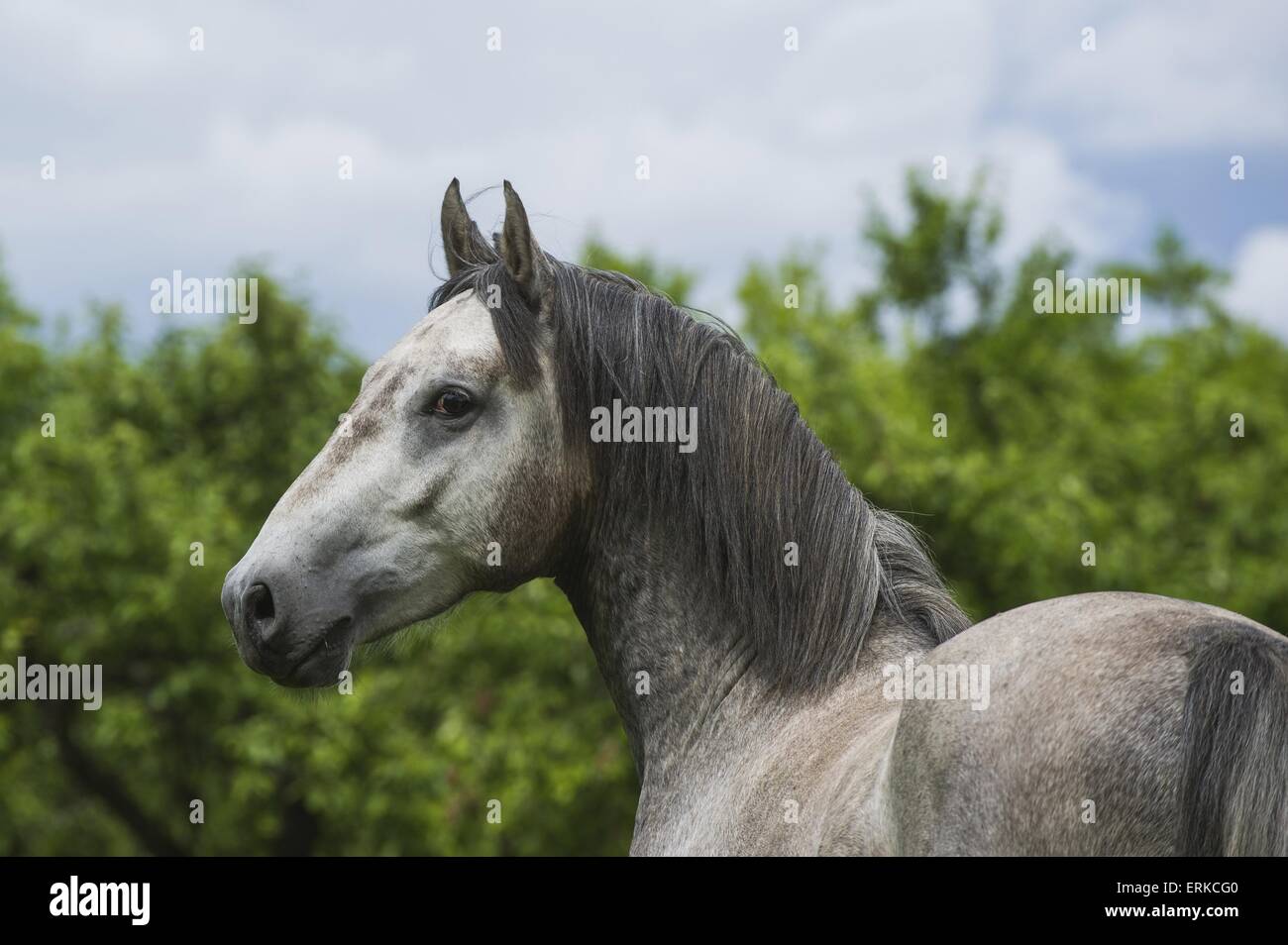Lipizzaner stallions hi-res stock photography and images - Alamy
