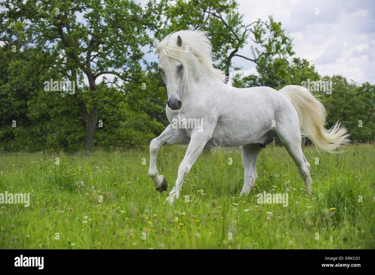 Lipizzaner horse hi-res stock photography and images - Alamy