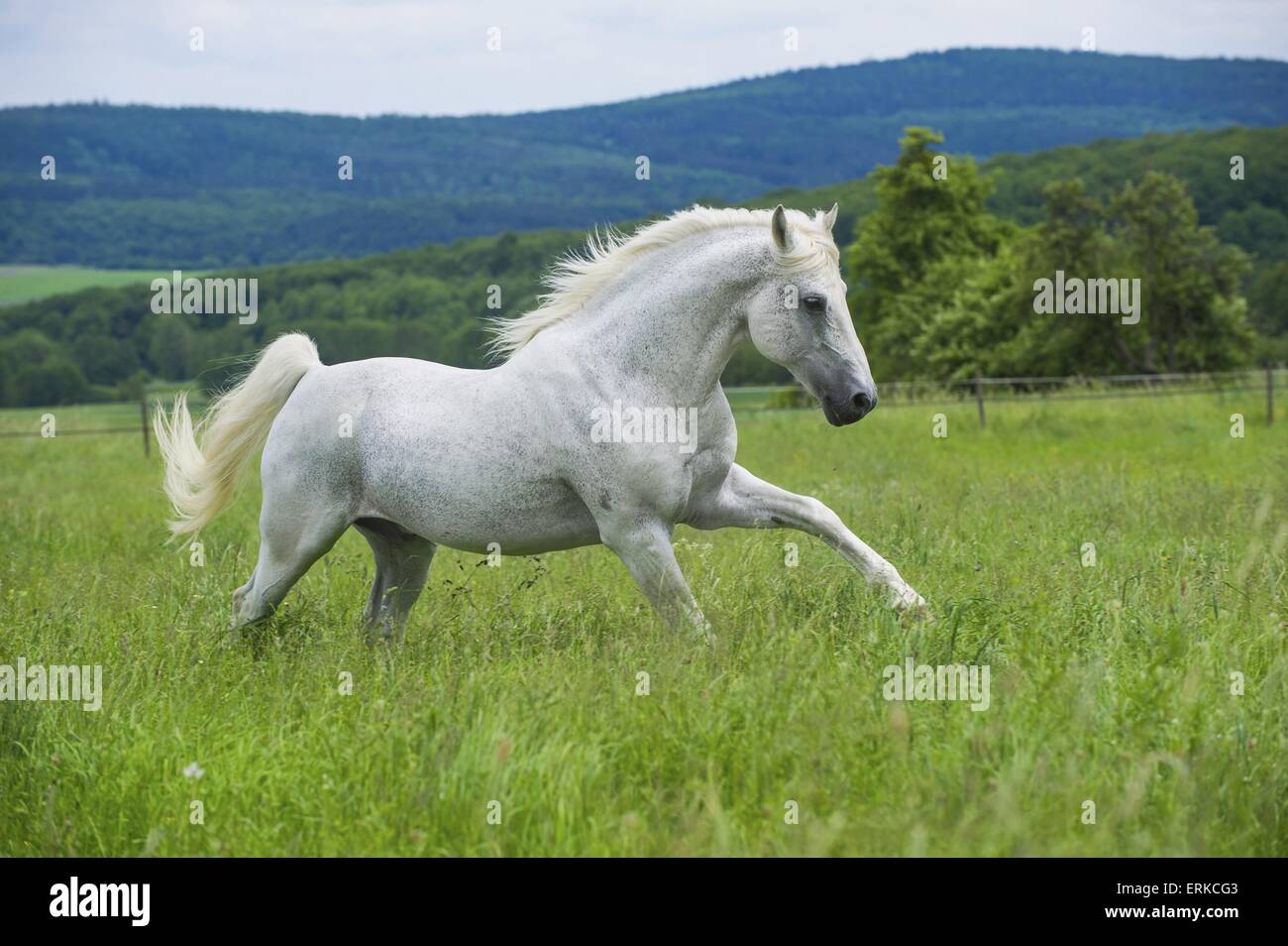 Lipizzaner horses hi-res stock photography and images - Alamy