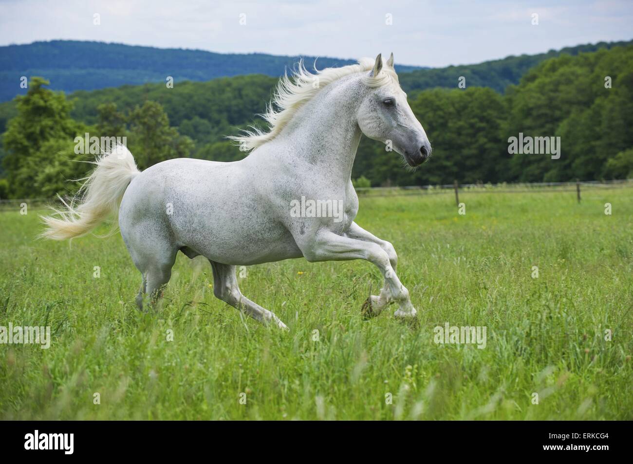 Lipizzaner Horse High Resolution Stock Photography and Images - Alamy