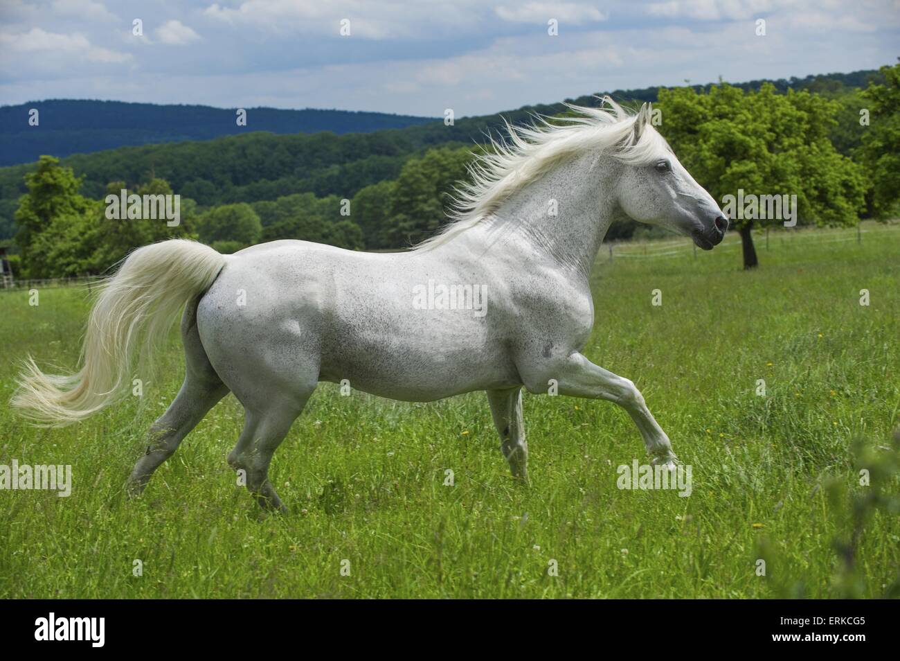 Lipizzaner horse hi-res stock photography and images - Alamy