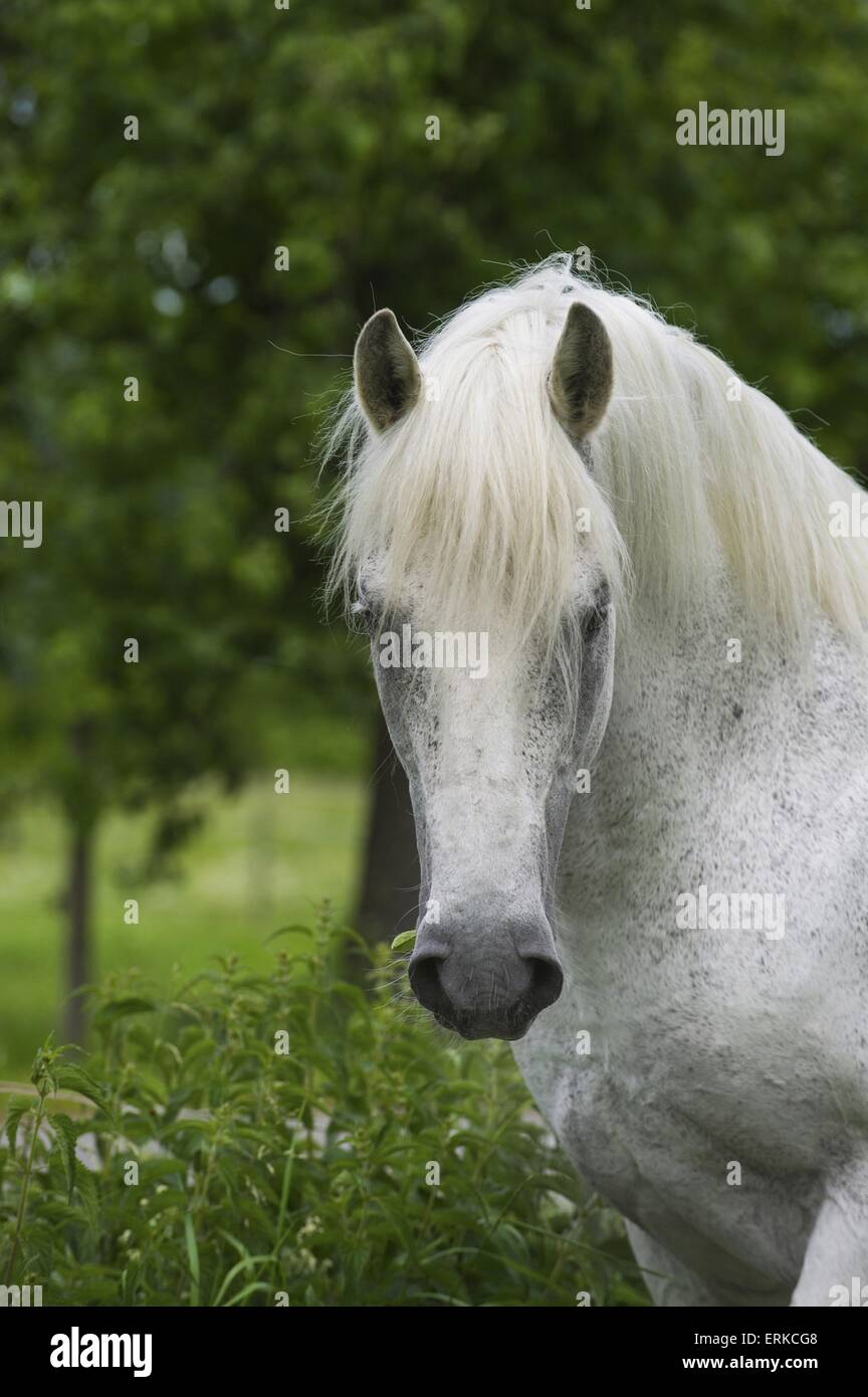Lipizzaner stallions hi-res stock photography and images - Alamy