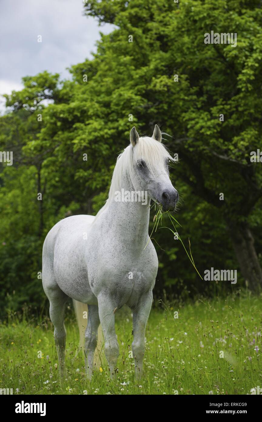 Lipizzaner stallions hi-res stock photography and images - Alamy