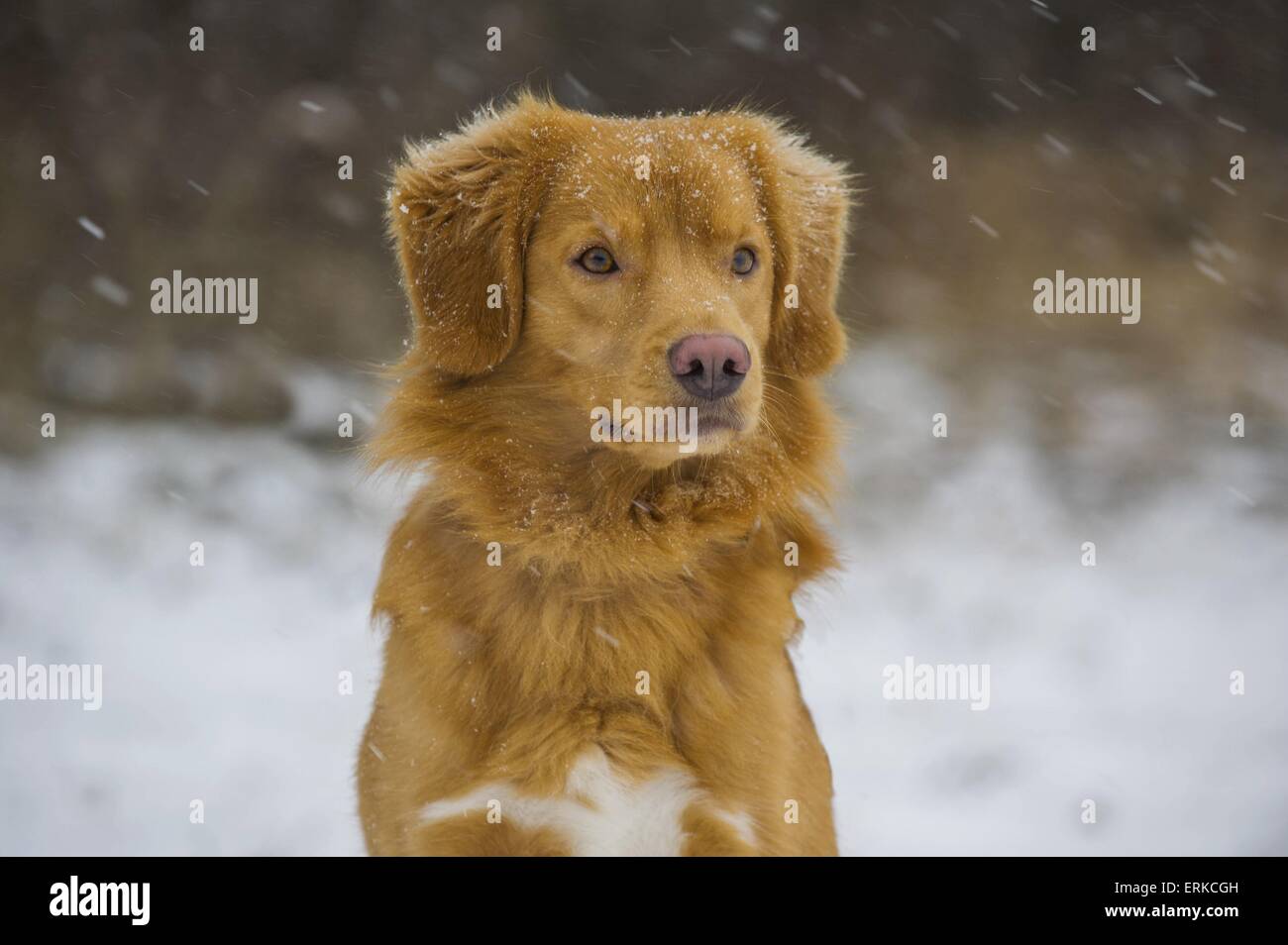 Toller portrait hi-res stock photography and images - Alamy