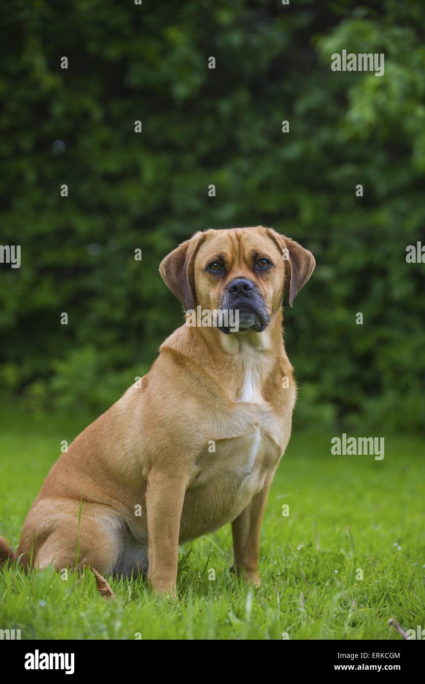 Puggles hi-res stock photography and images - Alamy