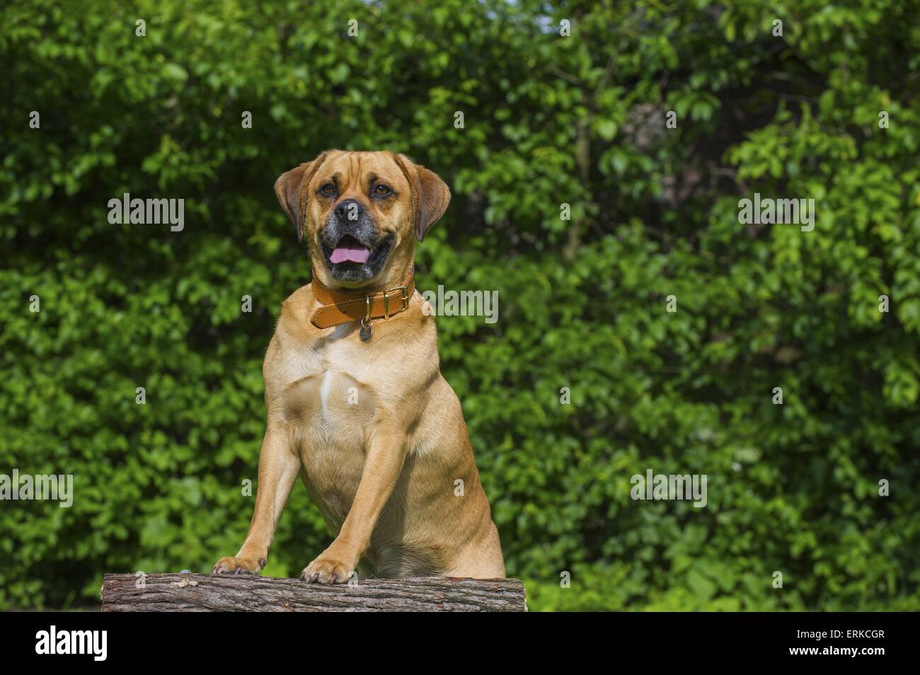 Puggle dog hi-res stock photography and images - Alamy