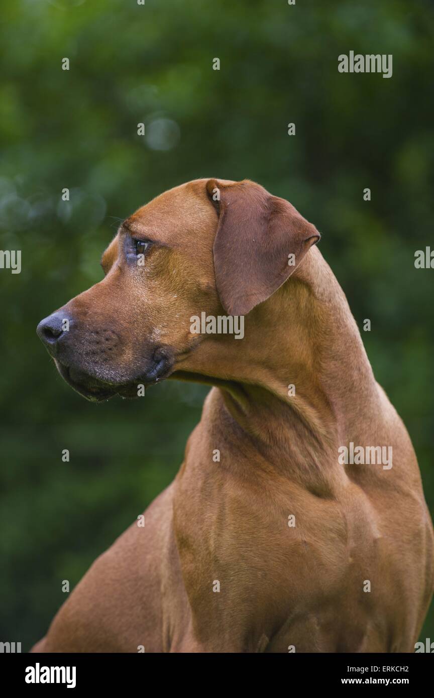 Rhodesian Ridgeback Portrait Stock Photo - Alamy