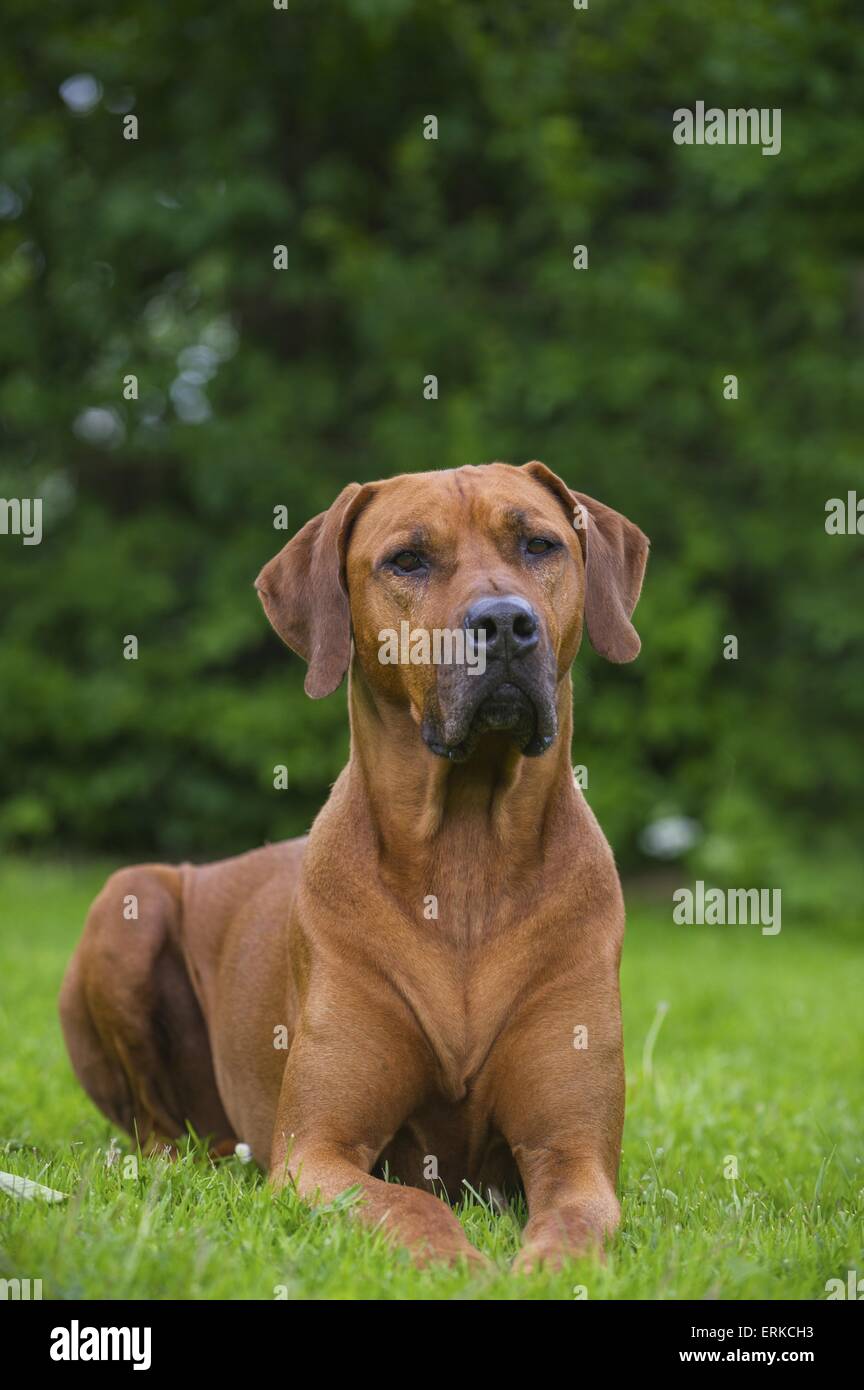 lying Rhodesian Ridgeback Stock Photo - Alamy