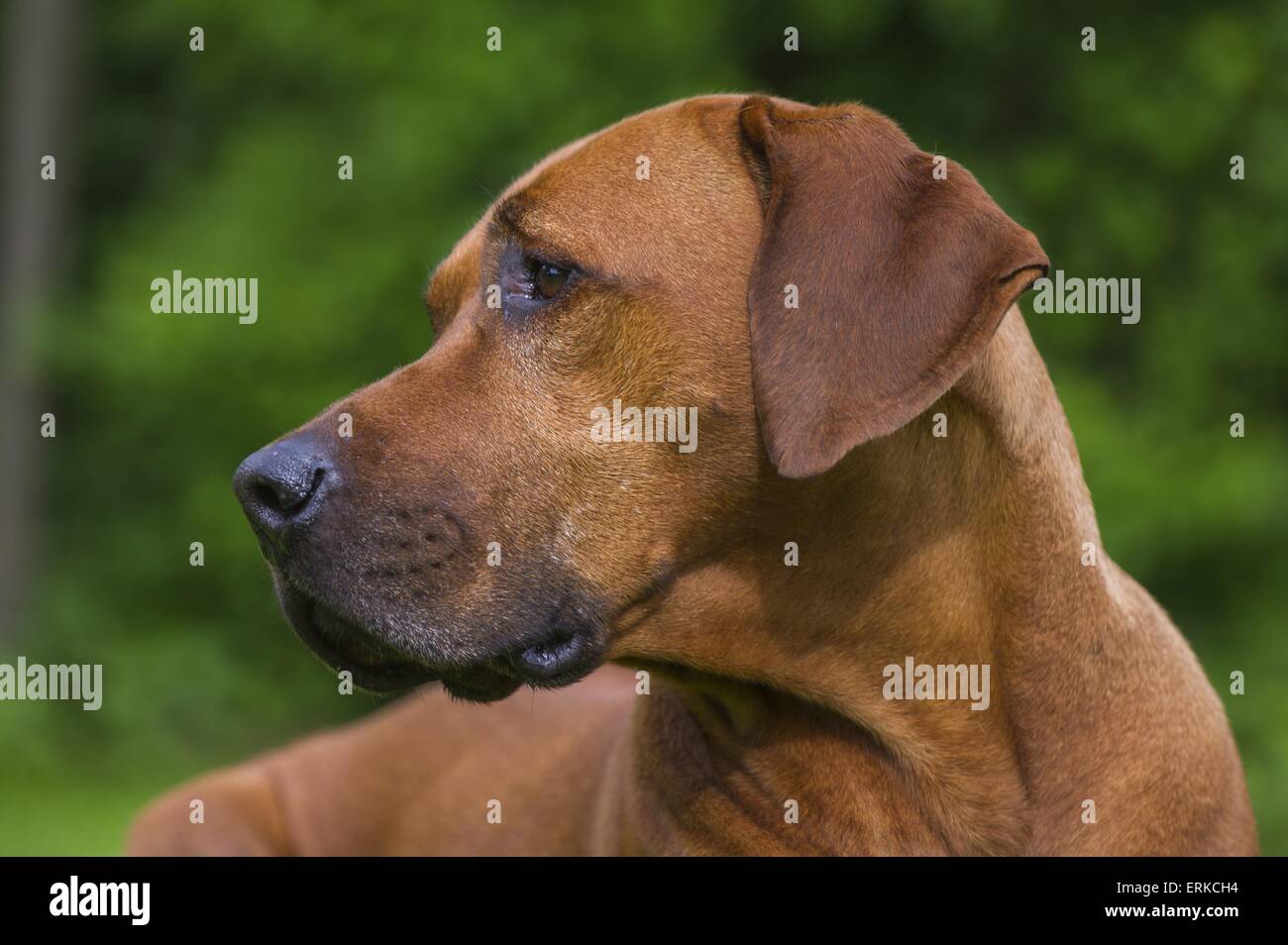 Rhodesian Ridgeback Portrait Stock Photo - Alamy