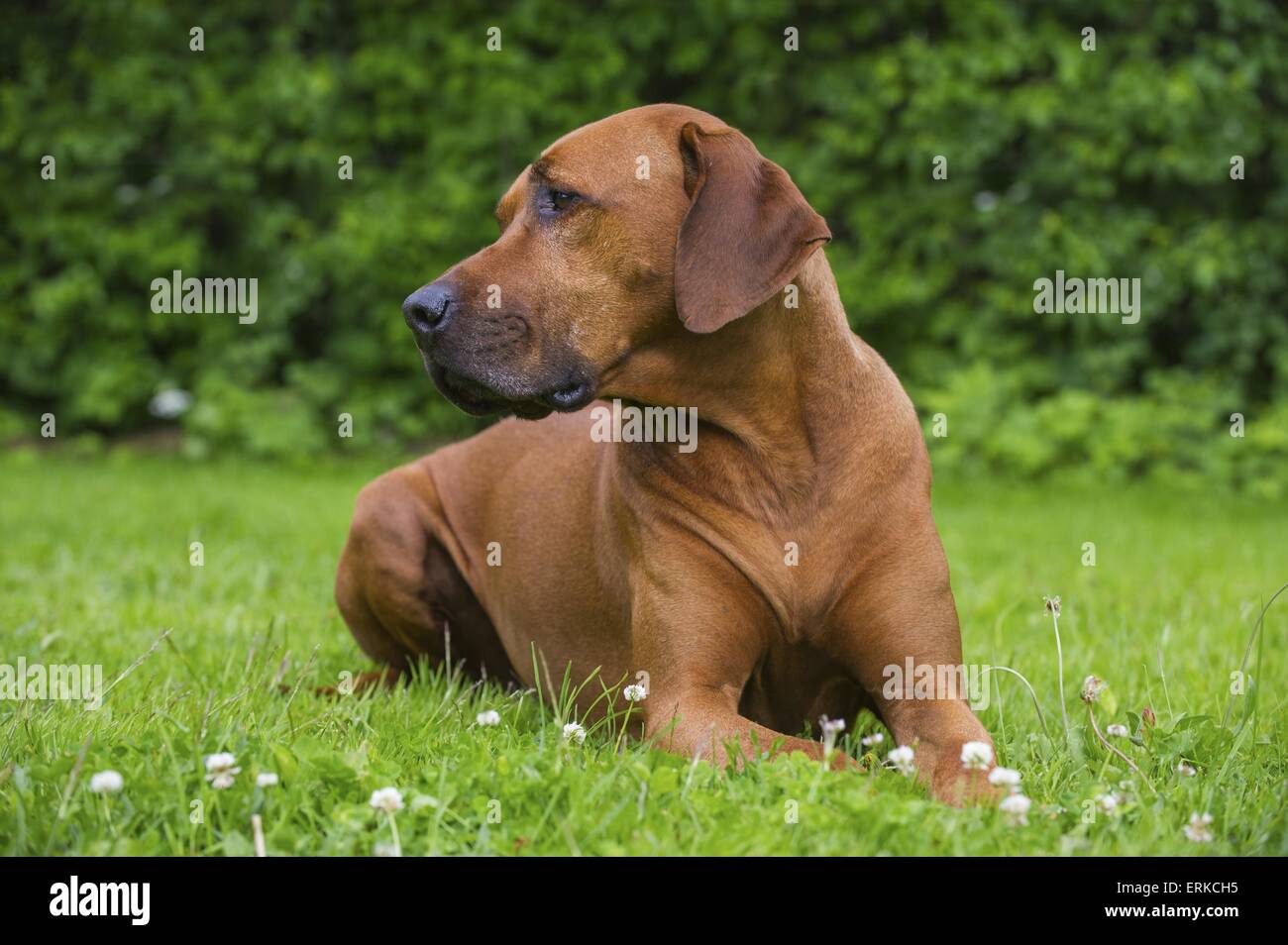 lying Rhodesian Ridgeback Stock Photo - Alamy