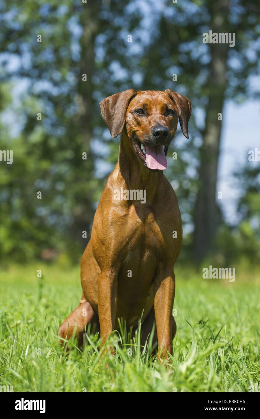 sitting Rhodesian Ridgeback Stock Photo - Alamy
