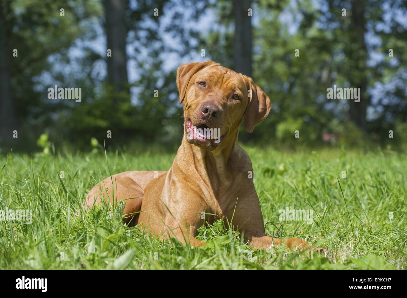 lying Rhodesian Ridgeback Stock Photo - Alamy