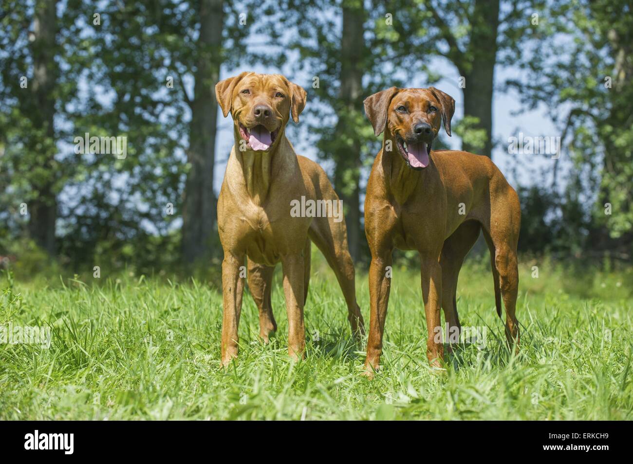 2 Rhodesian Ridgebacks Stock Photo - Alamy
