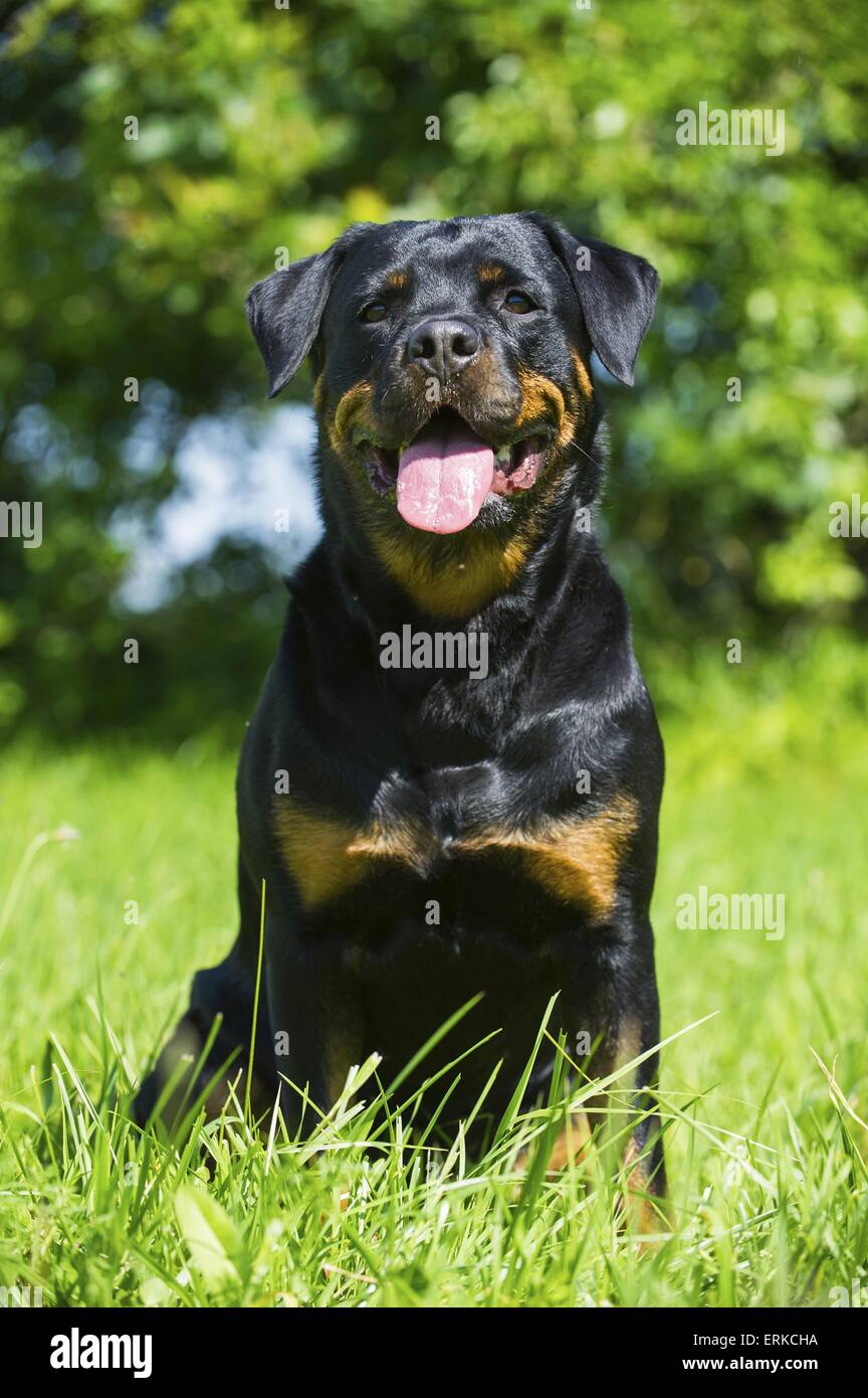 Rottweiler sitting hi-res stock photography and images - Alamy