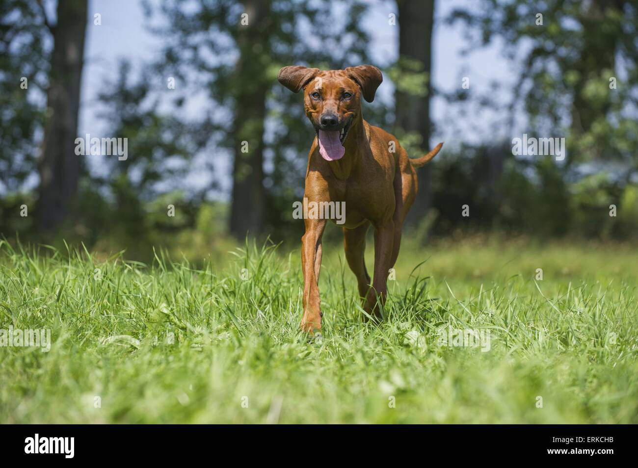 running Rhodesian Ridgeback Stock Photo - Alamy