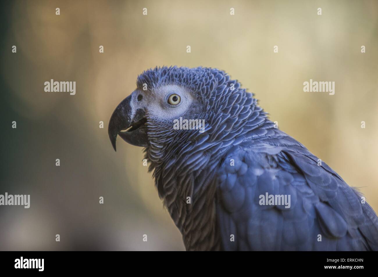African grey parrot hi-res stock photography and images - Alamy